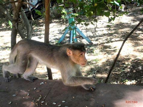 Clicks By Kln Rao And Me Pata Kunitha Folk Dance Part 2