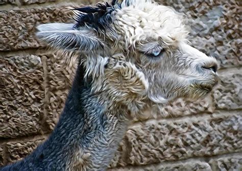 Digital Art Portrait Of Alpaca With Blue Eyes With Brick Background