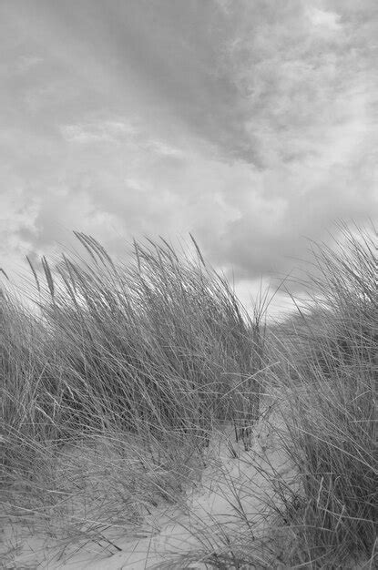 Premium Photo Grass On Field Against Sky