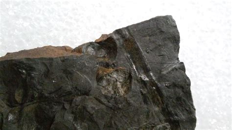 Gastropod Fossil Fossil Id The Fossil Forum