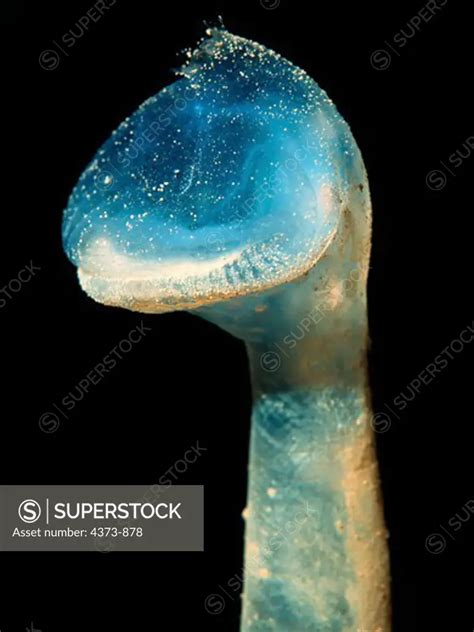 Deep Sea Predatory Tunicate Superstock