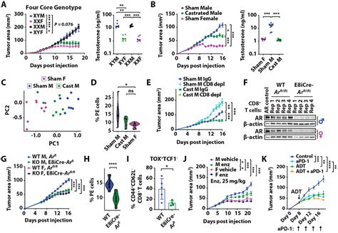 Androgen Conspires With The Cd8 T Cell Exhaustion Program And Contributes To Sex Bias In Cancer