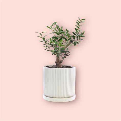 Bouquet4u עציץ בונסאי עץ זית