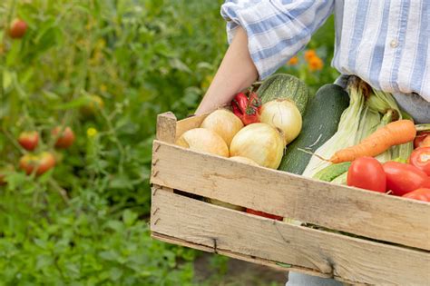 신선한 생 채소로 가득 찬 나무 상자를 손에 들고 있는 농부 여성 야채 바구니 사람들에 대한 스톡 사진 및 기타 이미지 사람들 쥠 채소 Istock