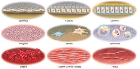 Cellular Form And Function Genetics And Cellular Function And More Diagram Quizlet