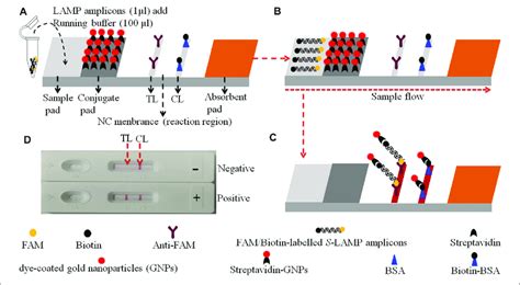 The Schematic Of The Gold Nanoparticle Based Lfb For The