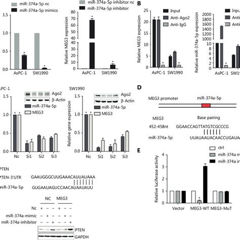 Differentially Expressed Long Noncoding Genes In Pancreatic Ductal