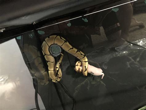 she thinks she s a tree python r ballpython