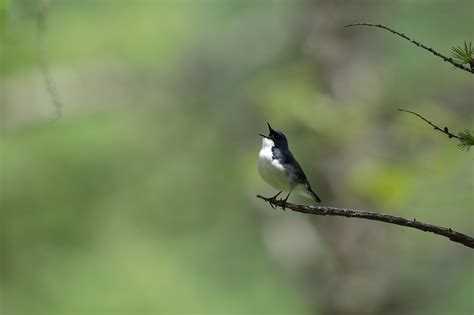 小瑠璃 鳥ありて日々パートⅡ