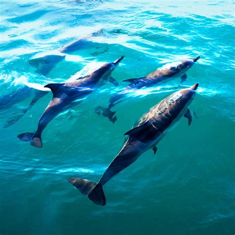 카카오쇼핑라이브