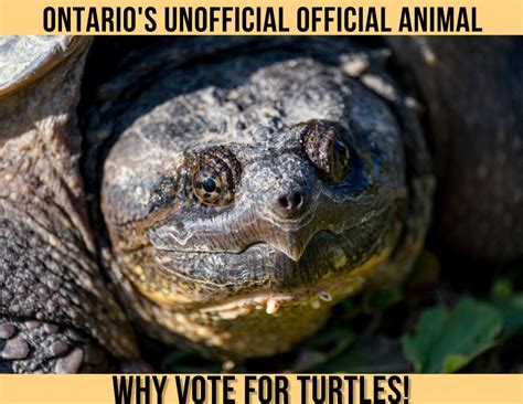 Why Vote For The Snapping Turtle Think Turtle Conservation Initiative