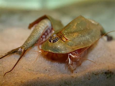 Triops The 350 Million Years Old Species For Fum And Interesting