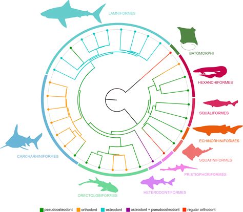Shark Evolutionary Tree