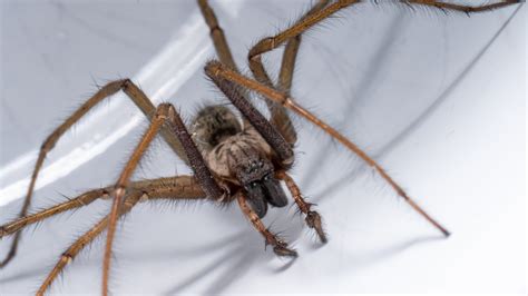 Can The Giant House Spider Bite