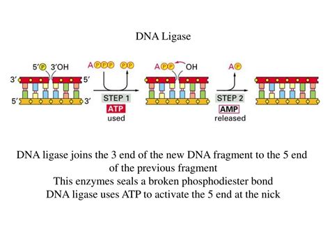 Dna Replication Enzymes At Johnnie Bell Blog