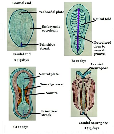 Dorsal View Of Embryonic Disc Download Scientific Diagram