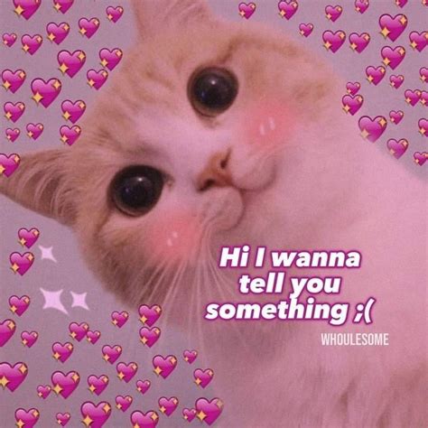 Cute Cat Memes Funny Cute Cat Pictures