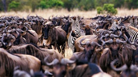 Finding The Great Migration Serengeti Mara Andbeyond