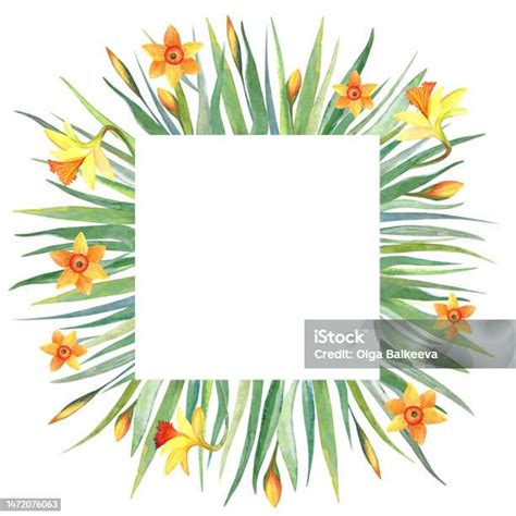 푸른 잔디와 노란 꽃이 있는 수채화 사각형 프레임 존퀼 수선화 수선화 화환은 초대장 카드 및 기타 프로젝트에 적합합니다 0명에 대한 스톡 벡터 아트 및 기타 이미지 Istock