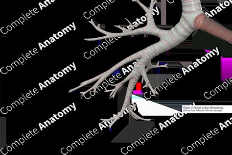 Right Inferior Lobar Bronchus Complete Anatomy