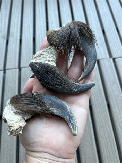 Raw Real Grizzly Bear Claws 8 9cm For Sale Shaman Amulets Store