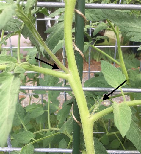 How To Grow Indeterminate Tomatoes Step By Step Guide 2026