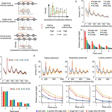 Profiling Nucleosome Positioning And Spacing In Single Cells Reveals