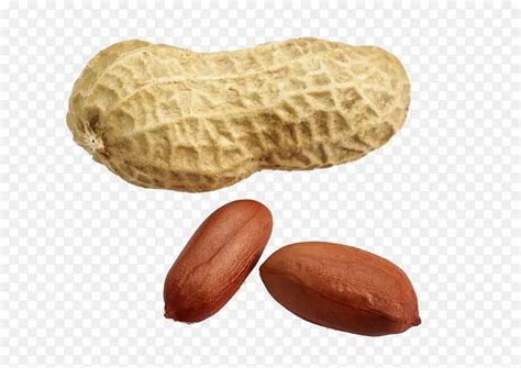 花生特写png图片素材下载图片编号9878345 Png素材网