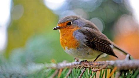 Wie Kann Man Das Vertrauen Von Gartenvögeln Wie Diesen Gewinne Siehe
