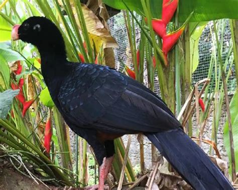 Mutum Do Nordeste Pauxi Mitu Photoaves