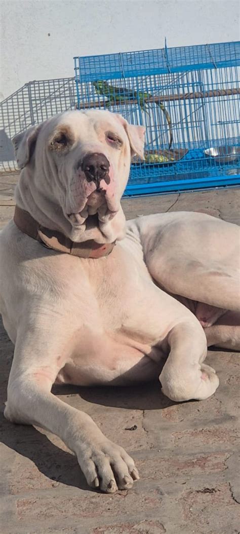 Bully Kutta Hind Legends Hunters