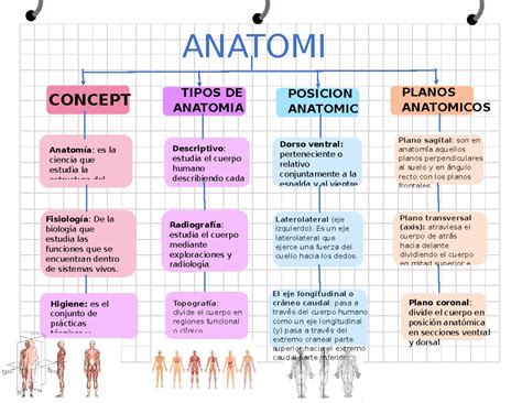 Mapa Conceptual Anatomia Anatomi Tipos De Anatomia Posicion Anatomic