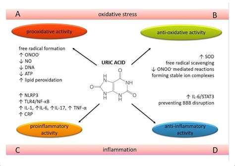 Figure 2 From The Influence Of Serum Uric Acid On The Brain And