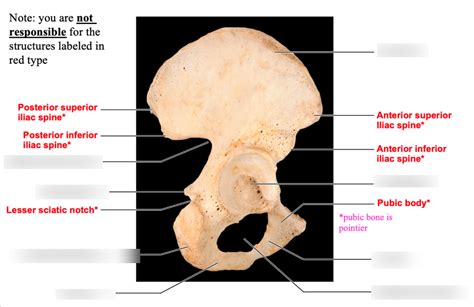 Right Coxal Bone Diagram Quizlet