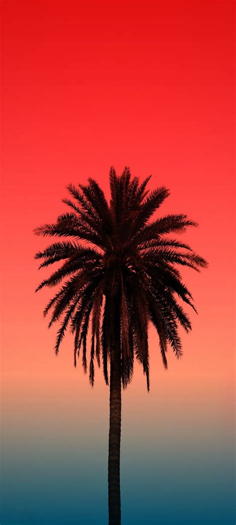 Stunning Palm Tree Silhouette Wallpaper