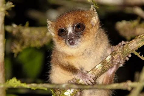 10 Species Found At The Lemur Research Project In Madagascar