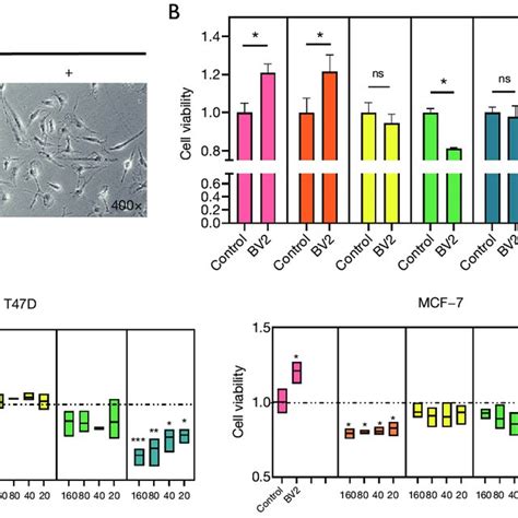 Effect Of Polarized Microglia Cells On Proliferation In Breast Cancer