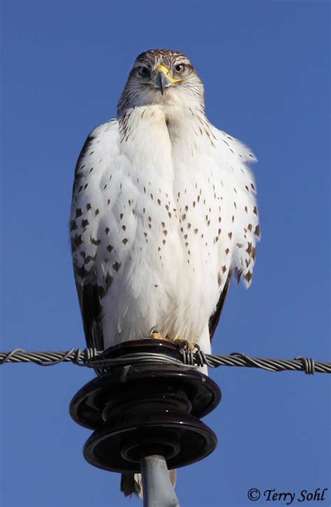 Ferruginous Hawk Buteo Regalis South Dakota Birds