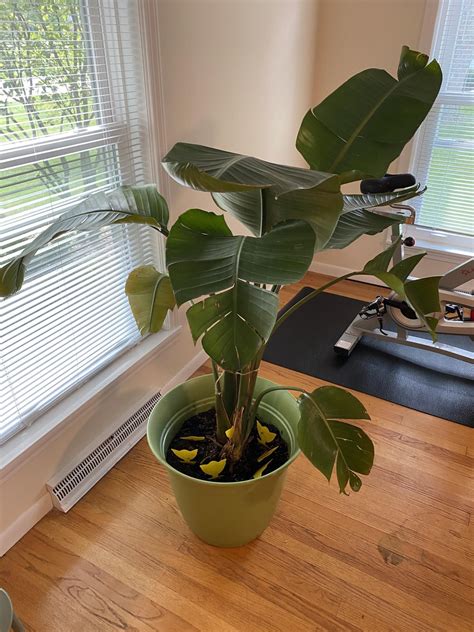 How Do I Get Rid Of These Tiny Gnats Slowly Killing My Bird Of Paradise