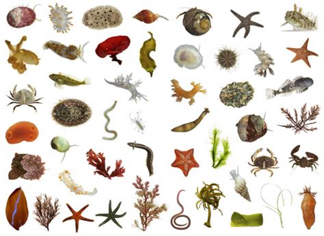 Species Interactions Intertidal Zone