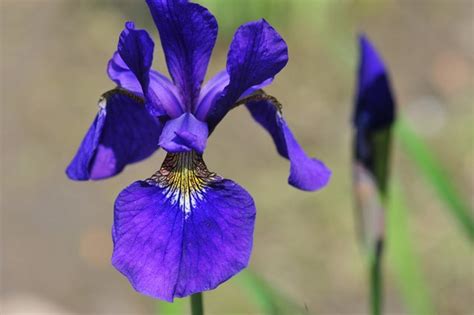 菖蒲華（あやめはなさく） 春夏秋冬～にほんの暮らし～