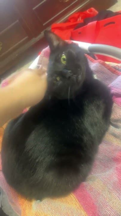 Javas Daily Routine Shorts Cats Youtubeshorts Youtube