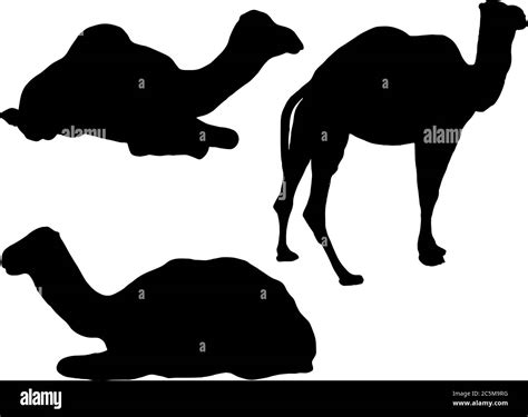 Camels Silhouette Vector Illustration Set Stock Vector Image And Art Alamy