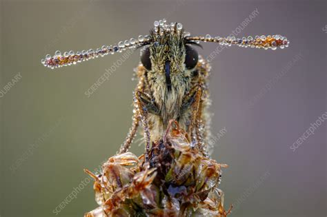 Small Skipper Stock Image C0574357 Science Photo Library