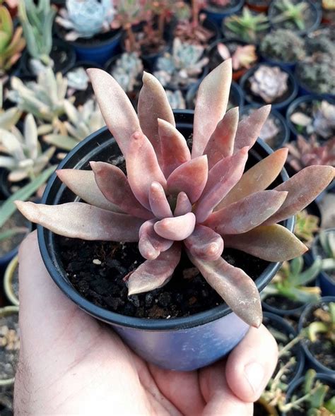 Graptophytum Mora Succulents Plants Garden