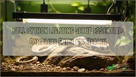 Ball Python Lighting Secrets Pro Tips For Perfect Habitat Setup
