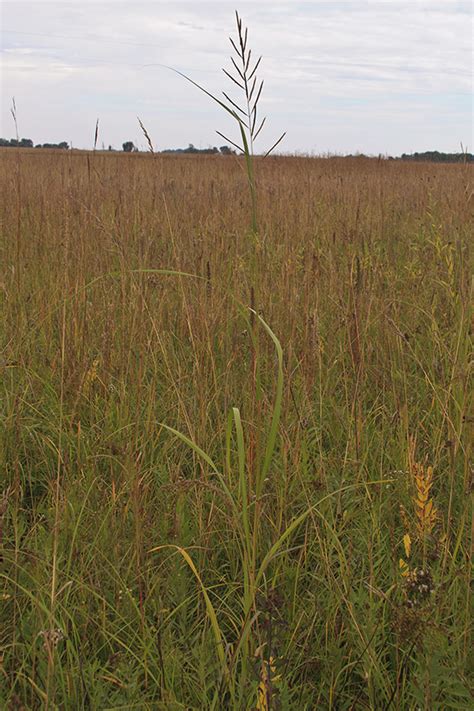 Minnesota Seasons Prairie Cordgrass