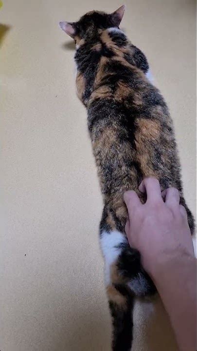 엉덩이 만지기 Youtube