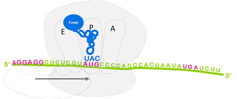 Translation In Prokaryotes Chromosomes Genes And Traits An