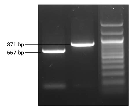 Pcra Helicase Molecular Cloning Laboratories Mclab